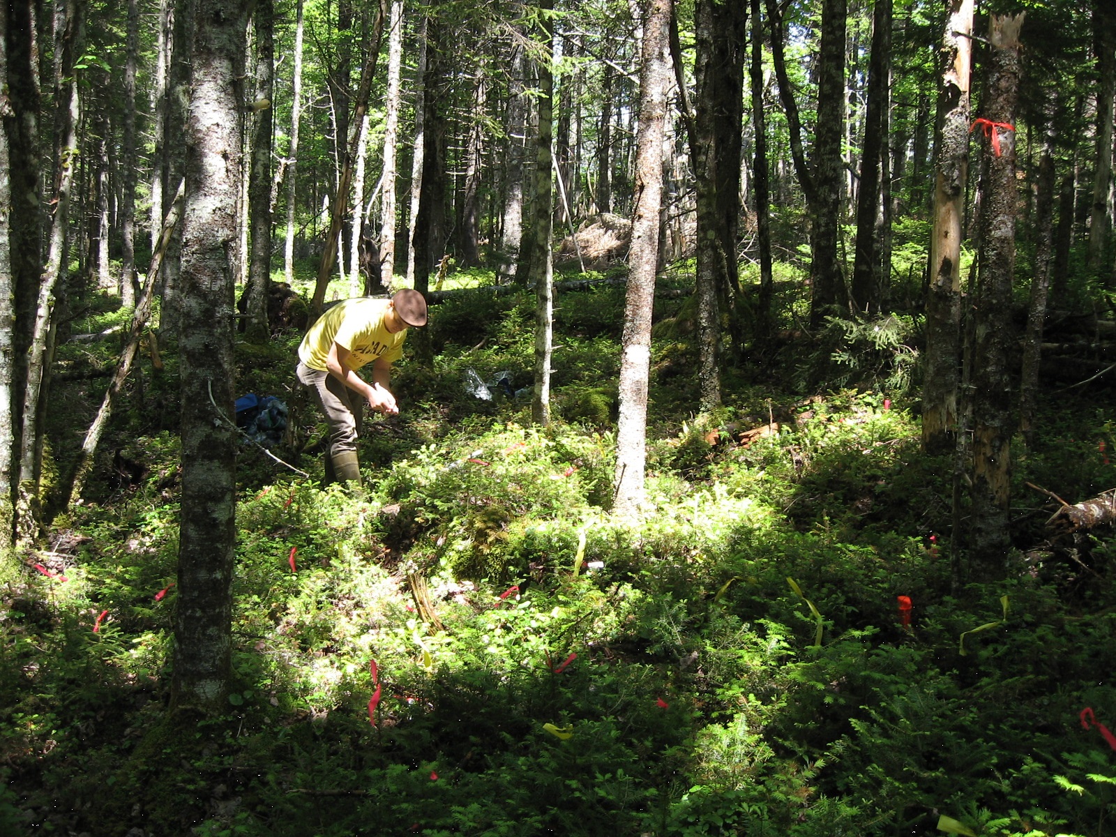 Atlantic Root Symbiosis Lab